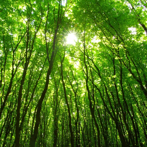 How much is a woodland management plan? | Above All Tree Care